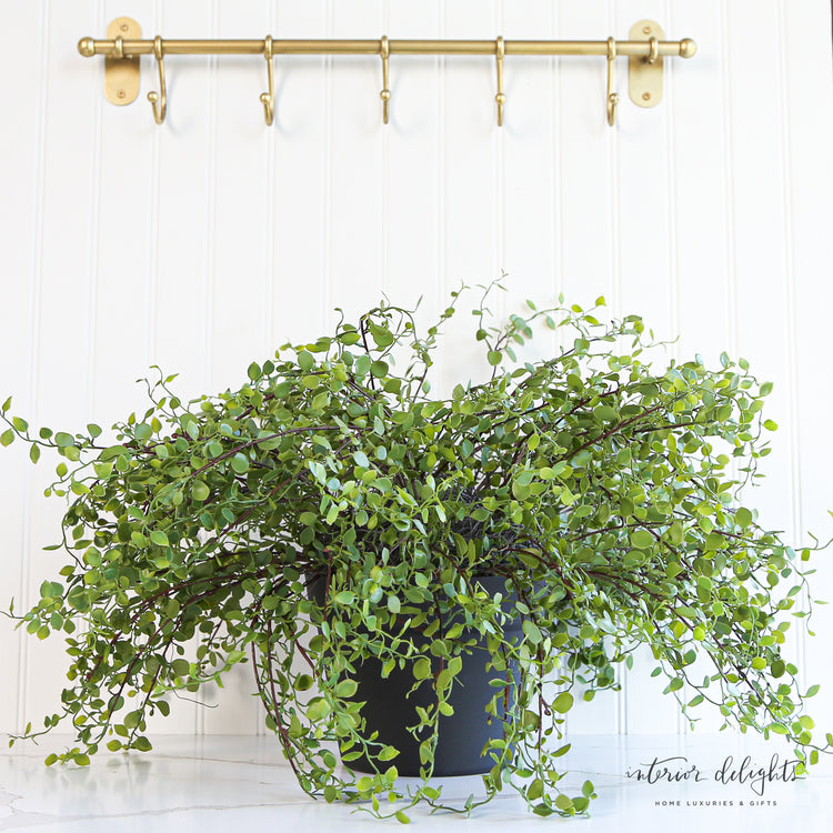 16" Angel Vine in Pot – Interior Delights