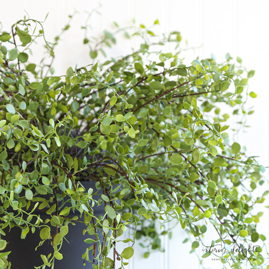 16" Angel Vine in Pot – Interior Delights